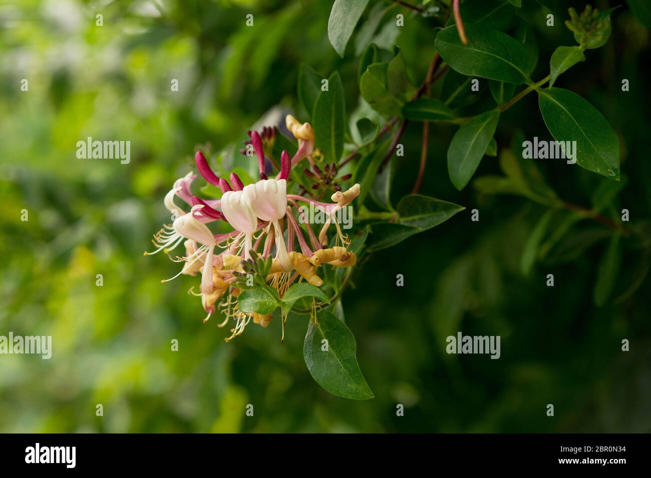 Bush Honeysuckle High Resolution Stock Photography and Images - Alamy