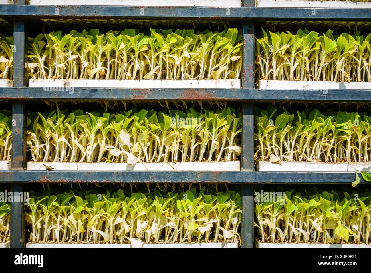 Closeup view of racks with tobacco sprouts ready for planting Stock ...