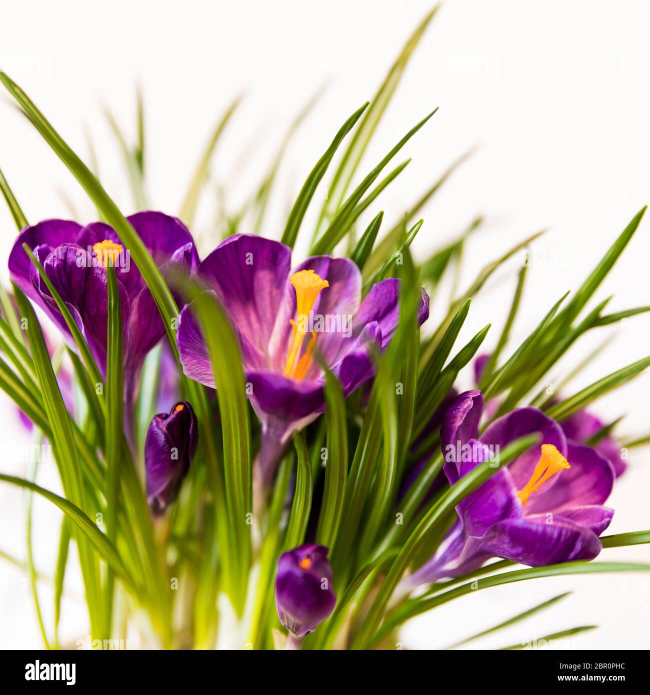 Purple crocuses with yellow stamps hi-res stock photography and images ...