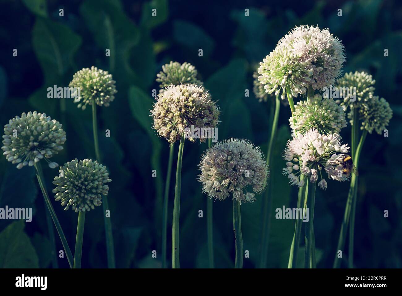 Allium nutans hi-res stock photography and images - Alamy