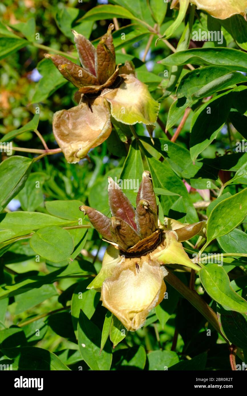 Tree Peony, Seed Heads, Paeonia suffruticosa, Seed, Propigating ...