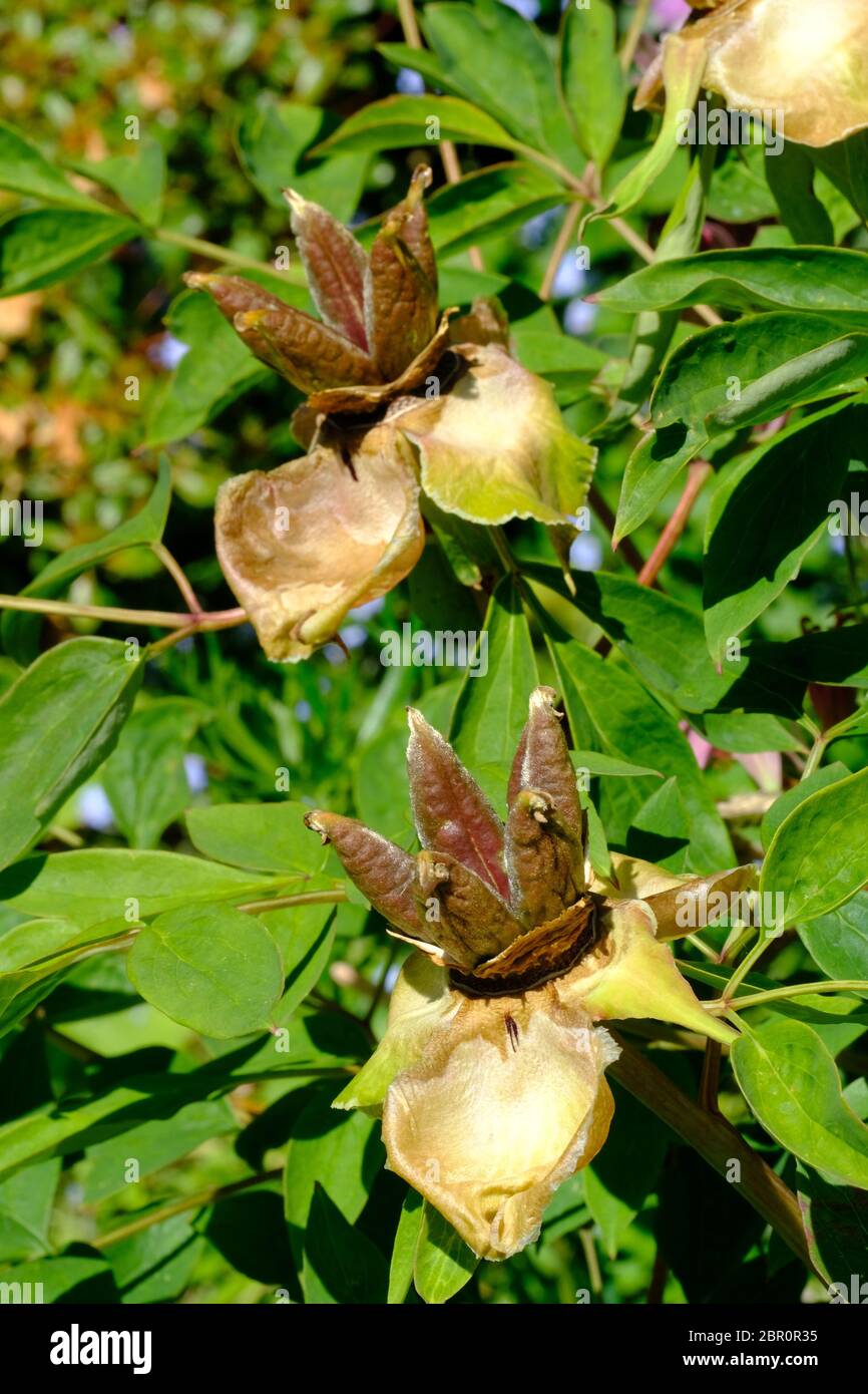 Tree Peony, Seed Heads, Paeonia suffruticosa, Seed, Propigating ...