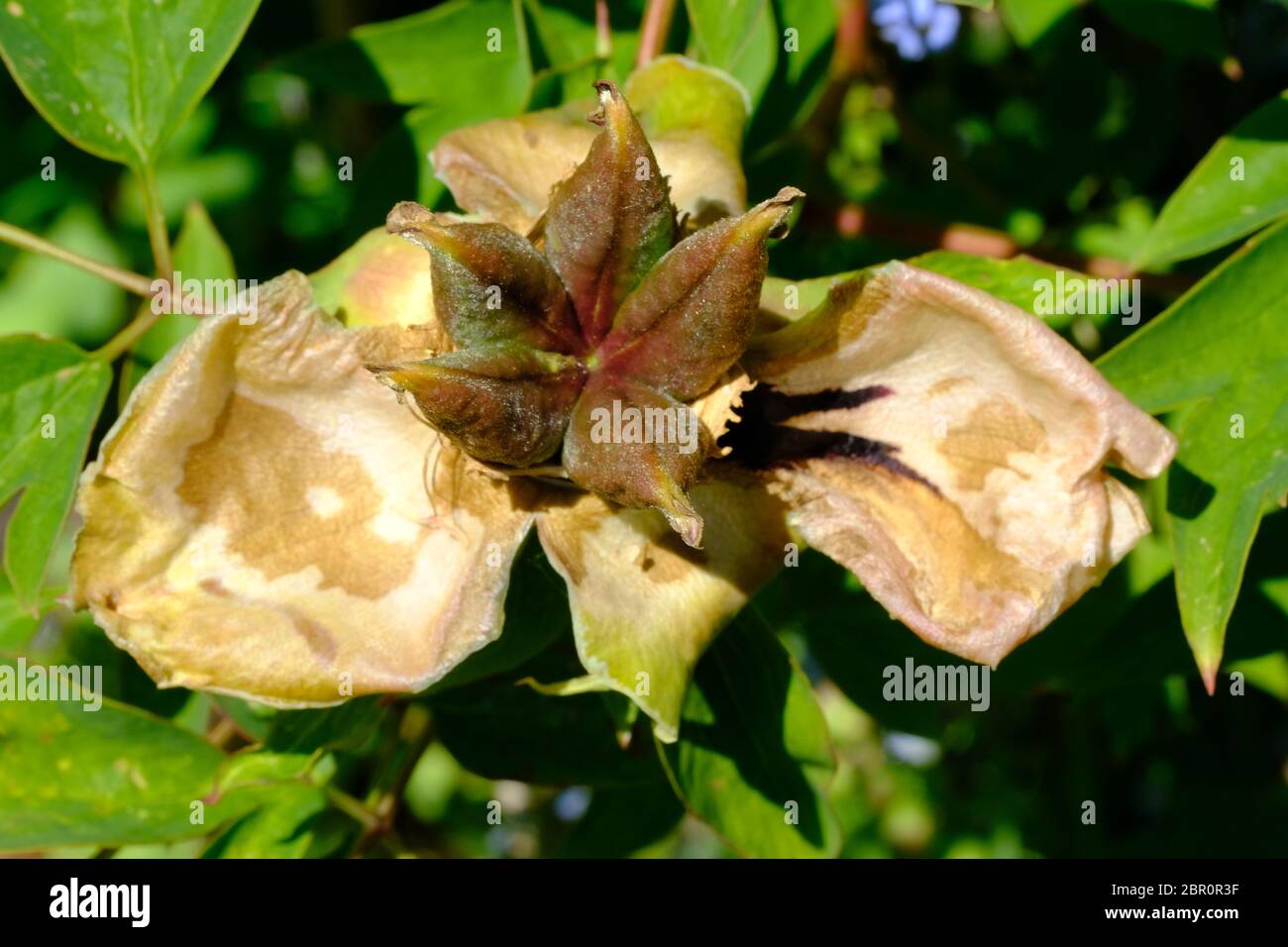 Tree Peony, Seed Heads, Paeonia suffruticosa, Seed, Propigating ...