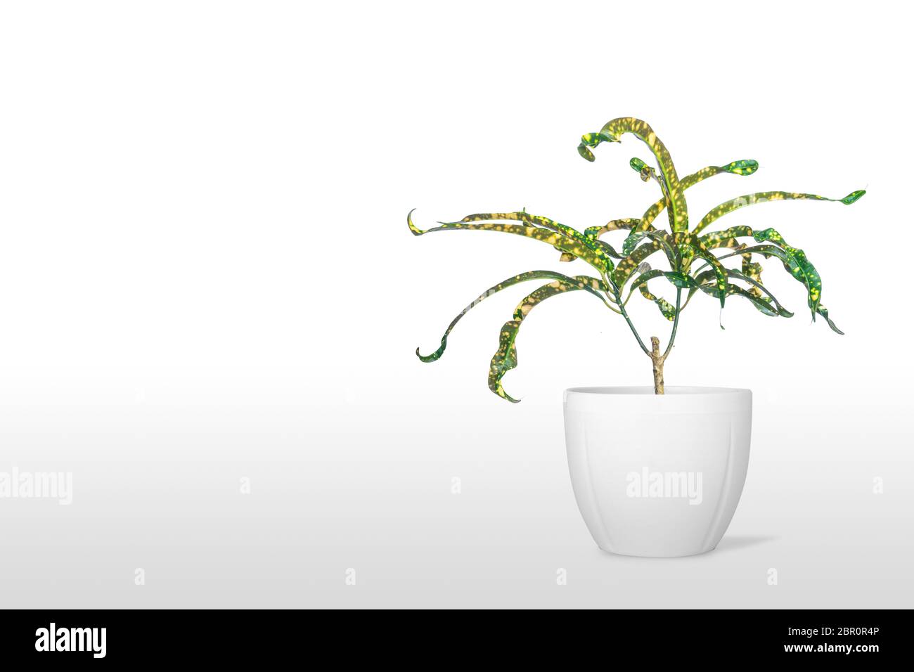 Close up Attractive Wide Leaves Croton Plant on Shiny White Pot ...