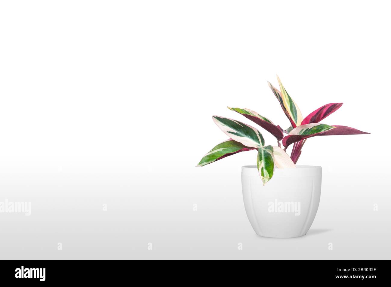 Gorgeous houseplant Maranta in a colorful pot isolated on white ...
