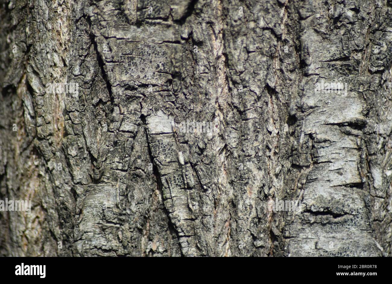 Background from poplar bark. Texture of bark of a tree Stock Photo - Alamy