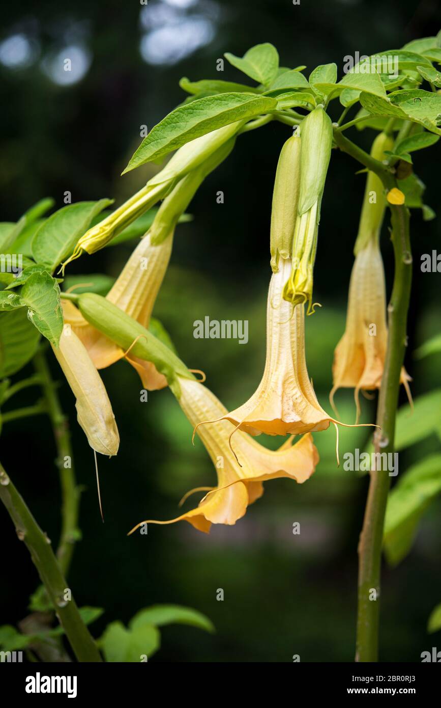 Variety aurea hi-res stock photography and images - Alamy