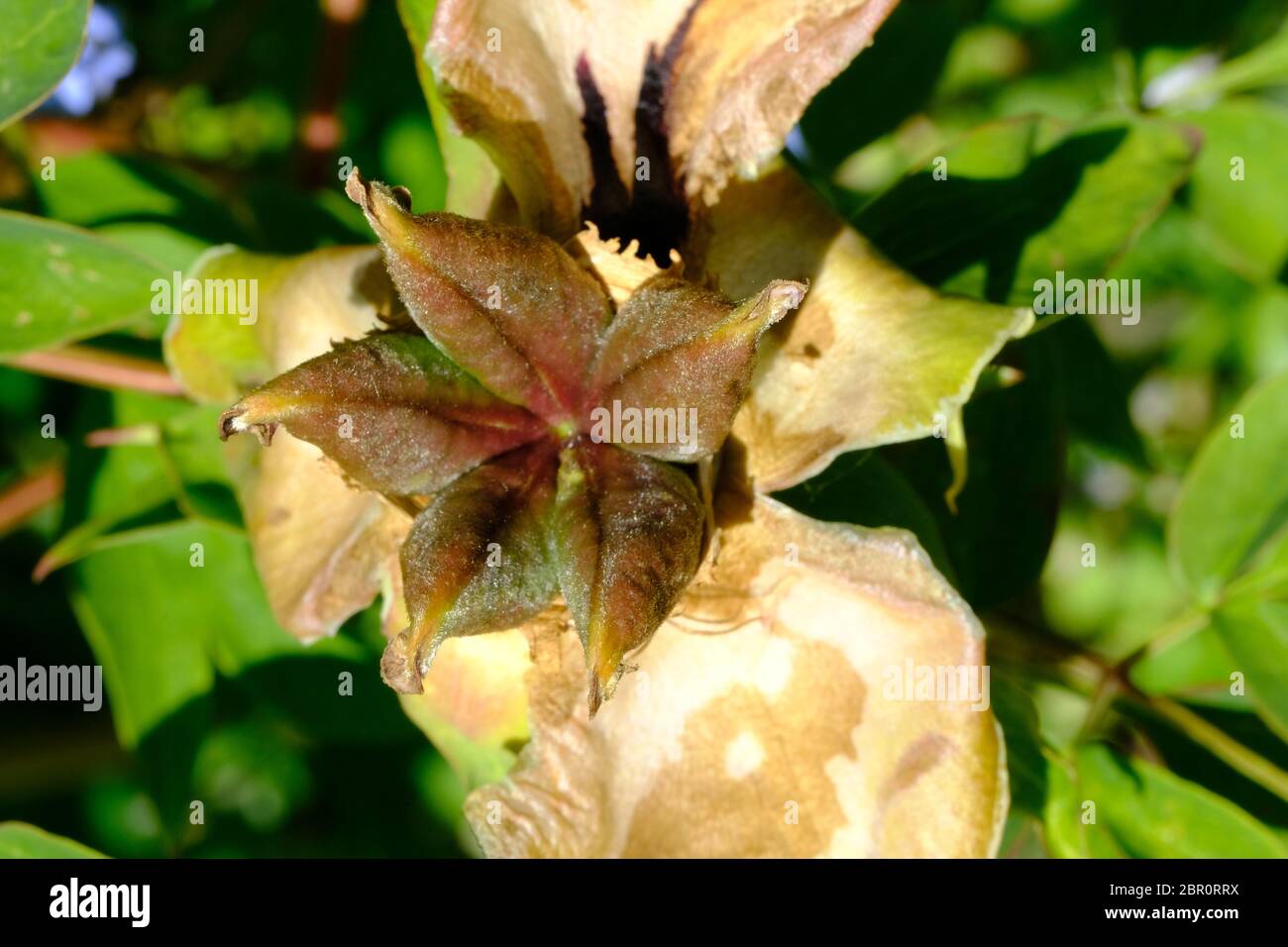 Tree Peony, Seed Heads, Paeonia suffruticosa, Seed, Propigating ...