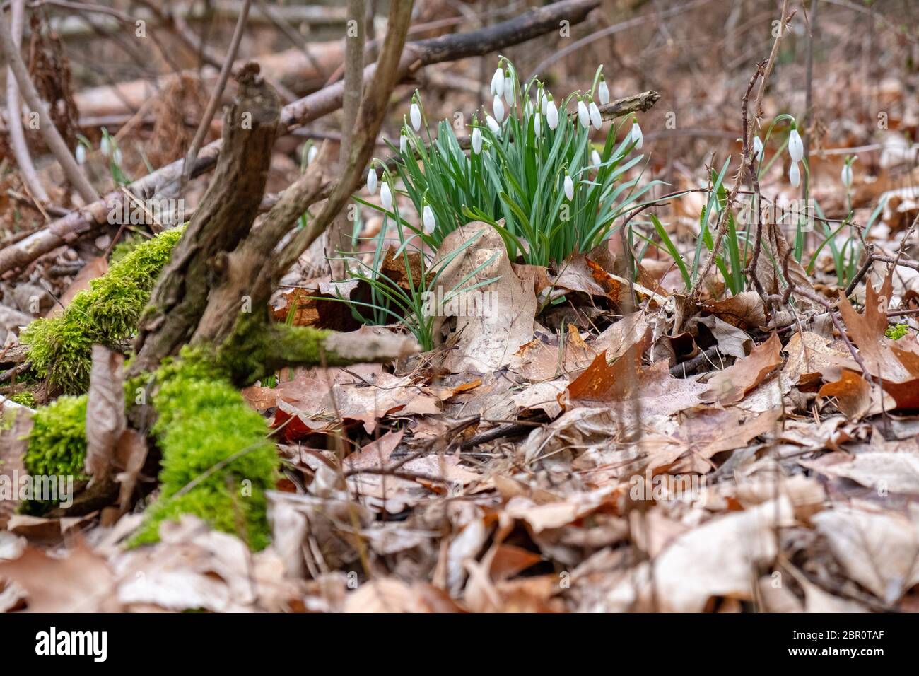 wonderful snowflakes in the forest between moss, leaves and broken ...