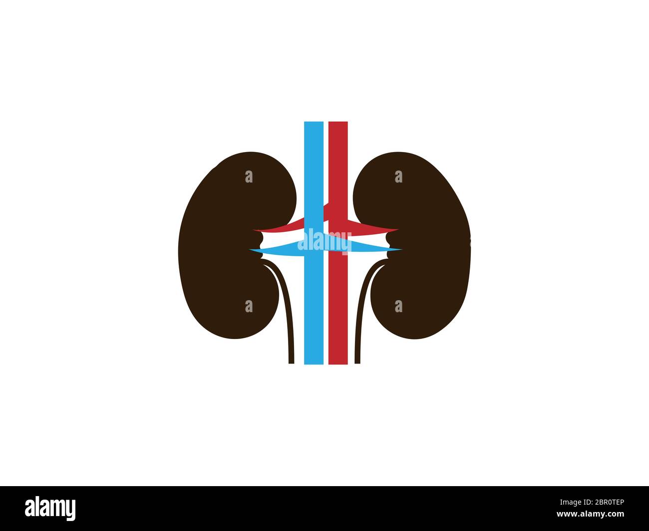 Kidneys, medical, organ icon. Vector illustration, flat design Stock Vector Image & Art - Alamy
