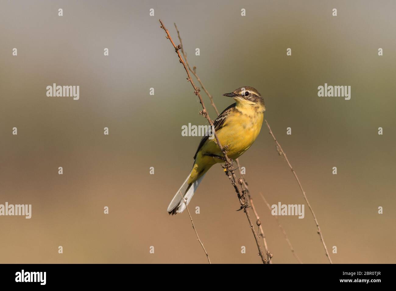 Yellow wagtail flying hi-res stock photography and images - Alamy