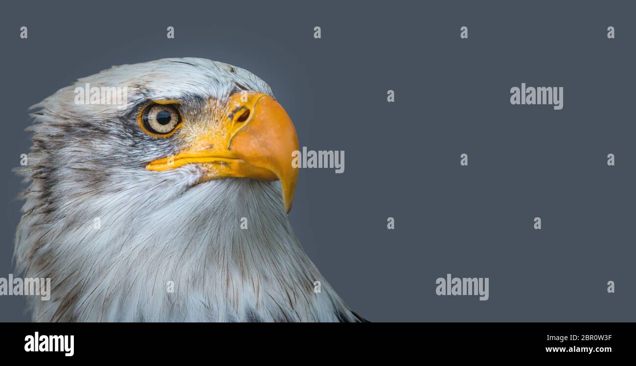 Bald eagle bird head for postcard design Stock Photo - Alamy