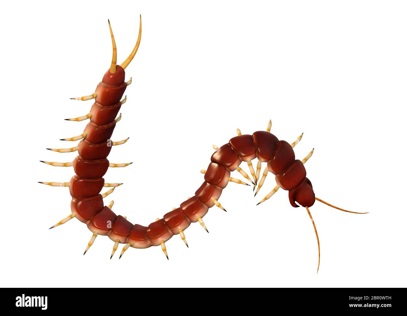 3D rendering of a worm centipede isolated on white background Stock ...