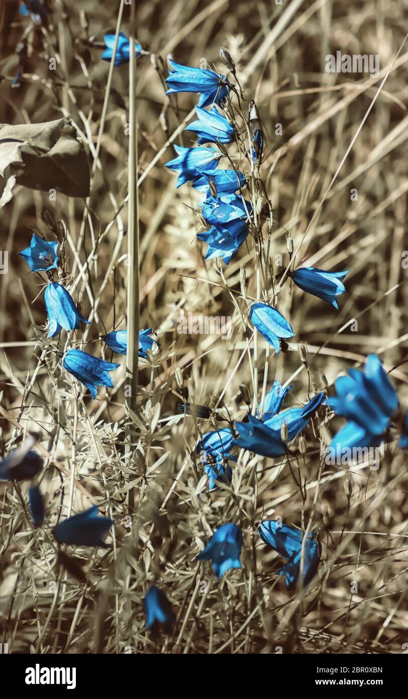 Light blue bell flowers on the golden beige blurred floral background ...
