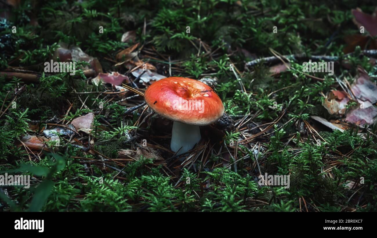 Wild edible russet mushroom close-up growing in the forest - Russula ...