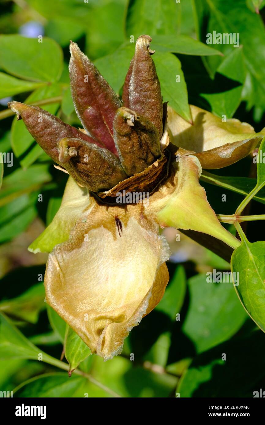 Tree Peony, Seed Heads, Paeonia suffruticosa, Seed, Propigating ...