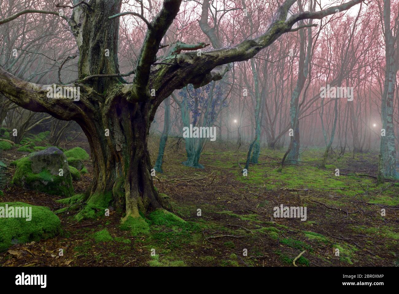 Spooky Woods High Resolution Stock Photography and Images - Alamy