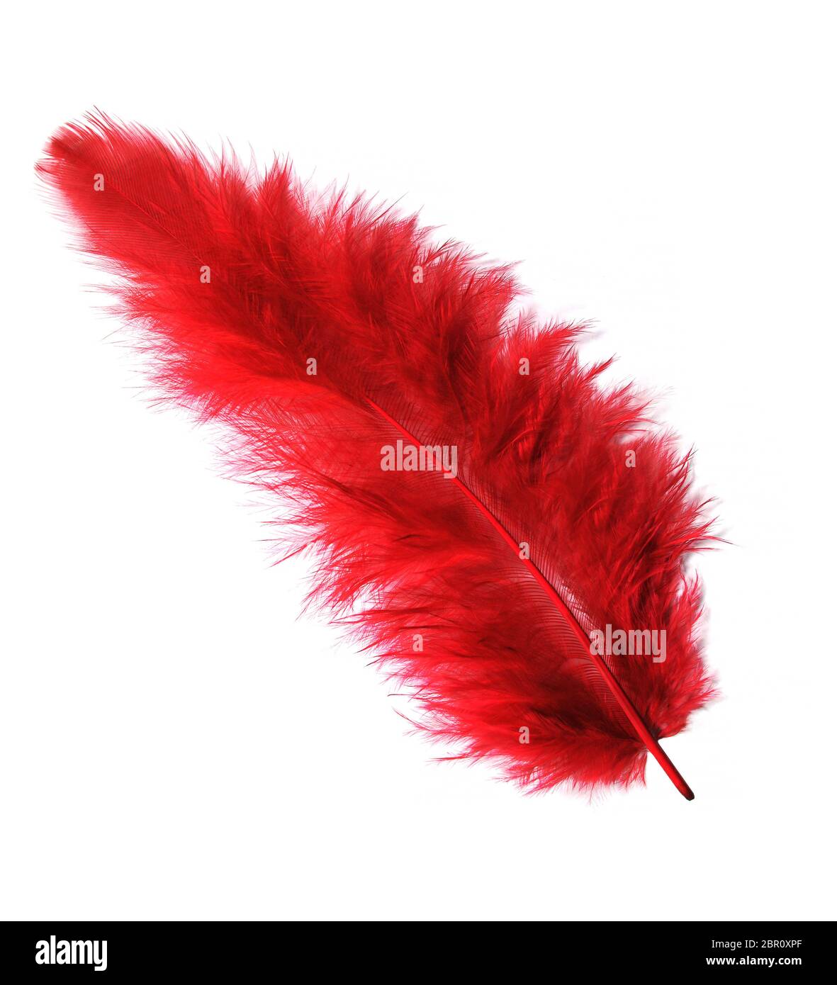Red feather isolated on white Stock Photo - Alamy