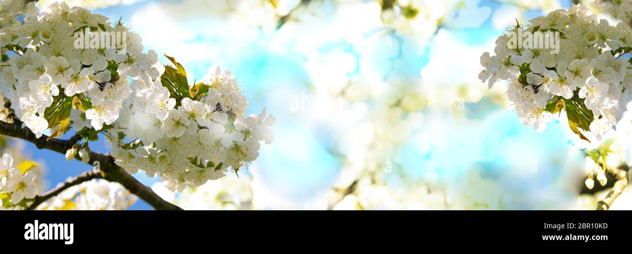Beautiful soften Cherry Blossom panorama with bokeh as Background Stock ...