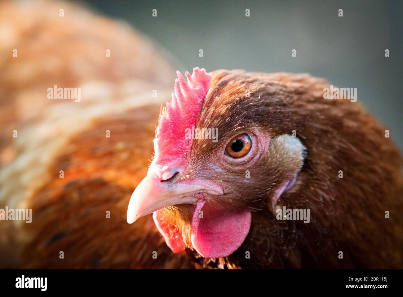 A hen up close. Closeup of the head of a hen with a beak and a red ...