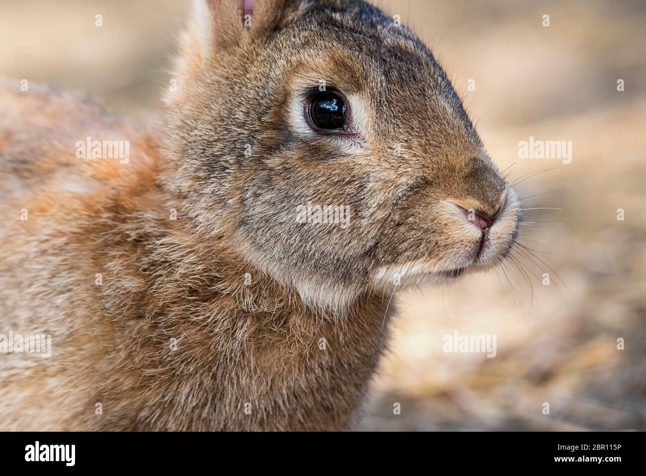The rabbit is sitting on the ground in his yard. Close-up of a fluffy ...
