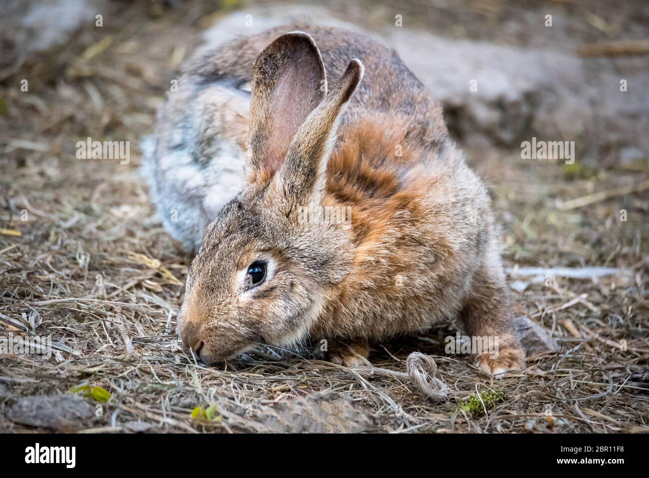 The rabbit is sitting on the ground in his yard. Close-up of a fluffy ...