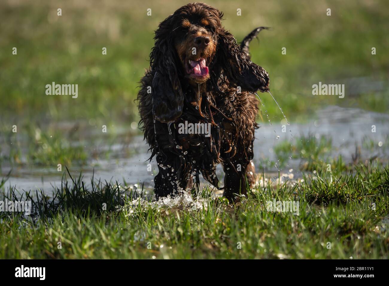 Brown cocker spaniel hi-res stock photography and images - Alamy