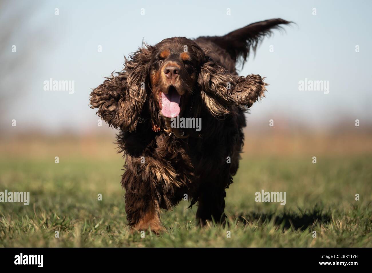 Brown cocker spaniel hi-res stock photography and images - Alamy