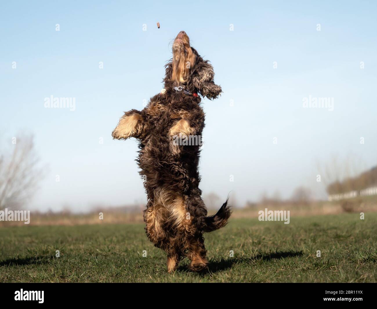 Brown cocker spaniel hi-res stock photography and images - Alamy