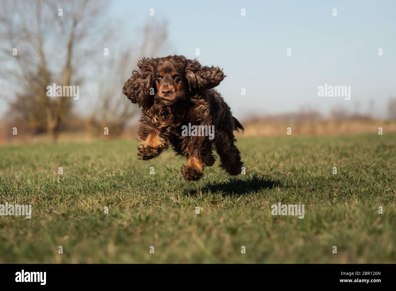 Brown cocker spaniel hi-res stock photography and images - Alamy