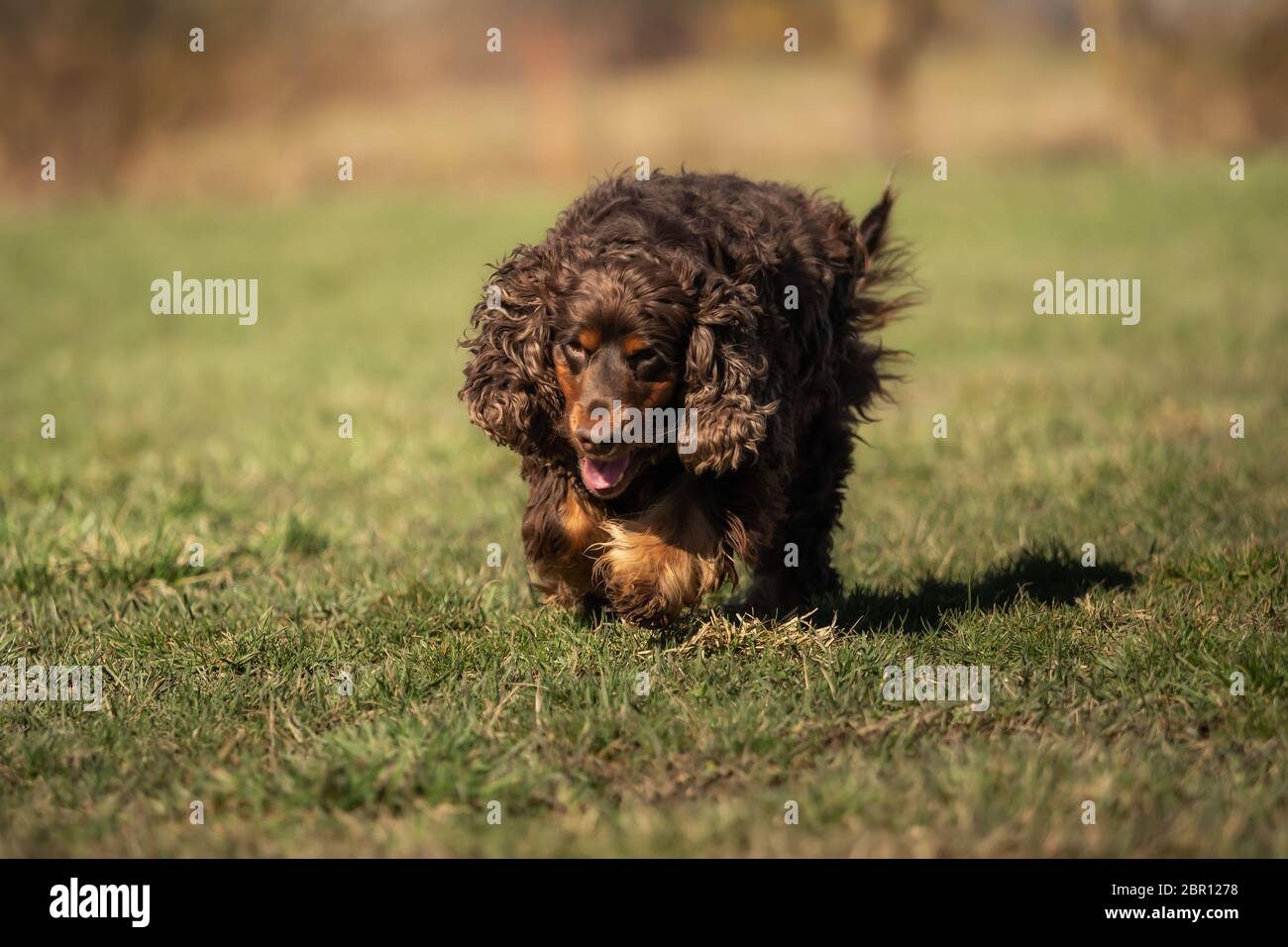 Brown cocker spaniel hi-res stock photography and images - Alamy
