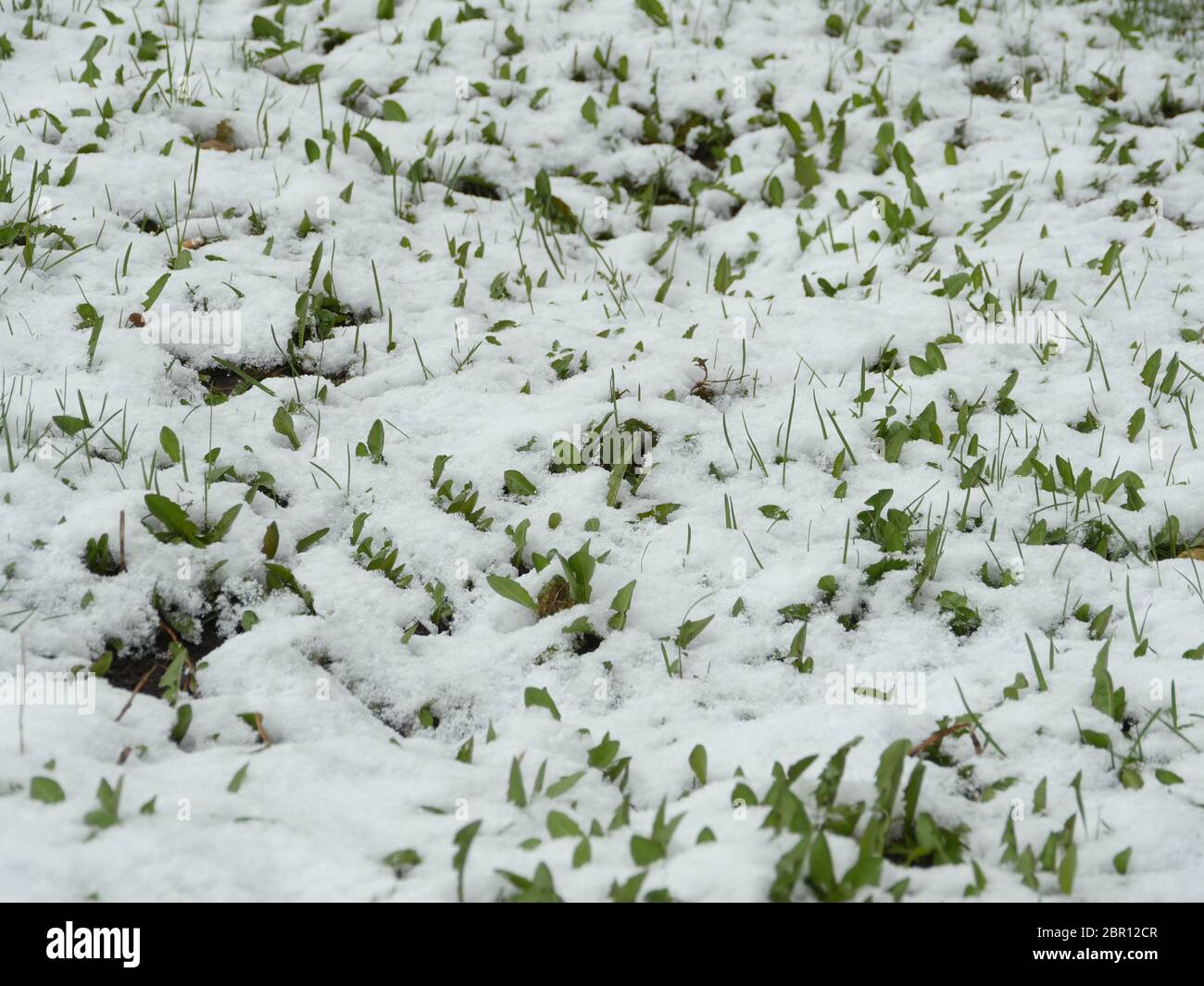 spring Snow fell on the green grass of the vagaries of weather Stock ...