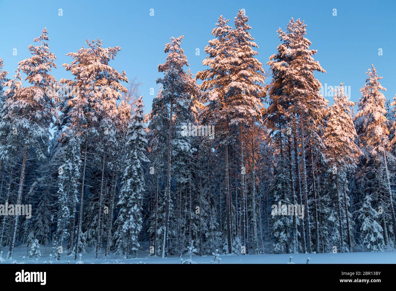 Pine tree line in winter with snow Stock Photo - Alamy