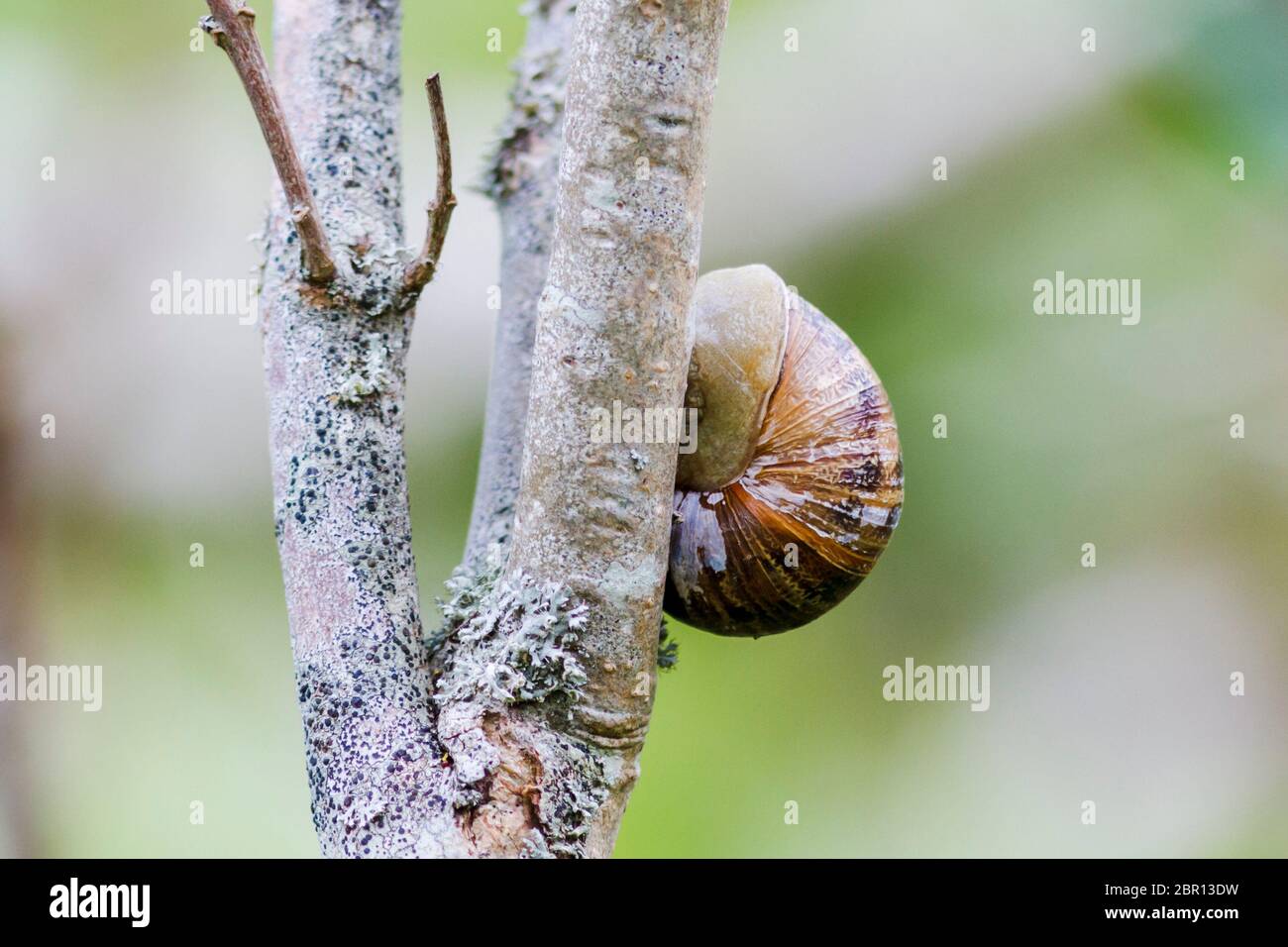 English garden snail hi-res stock photography and images - Alamy