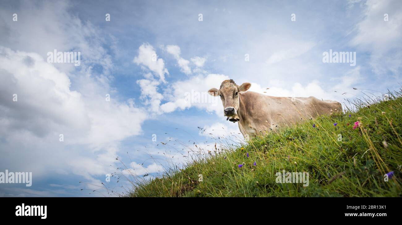 Brown swiss cow autumn hi-res stock photography and images - Alamy