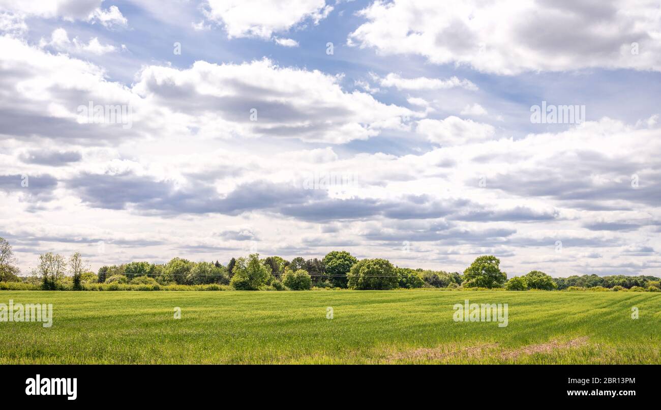 A panorama of a tree lined field in which there are lines of a recently ...