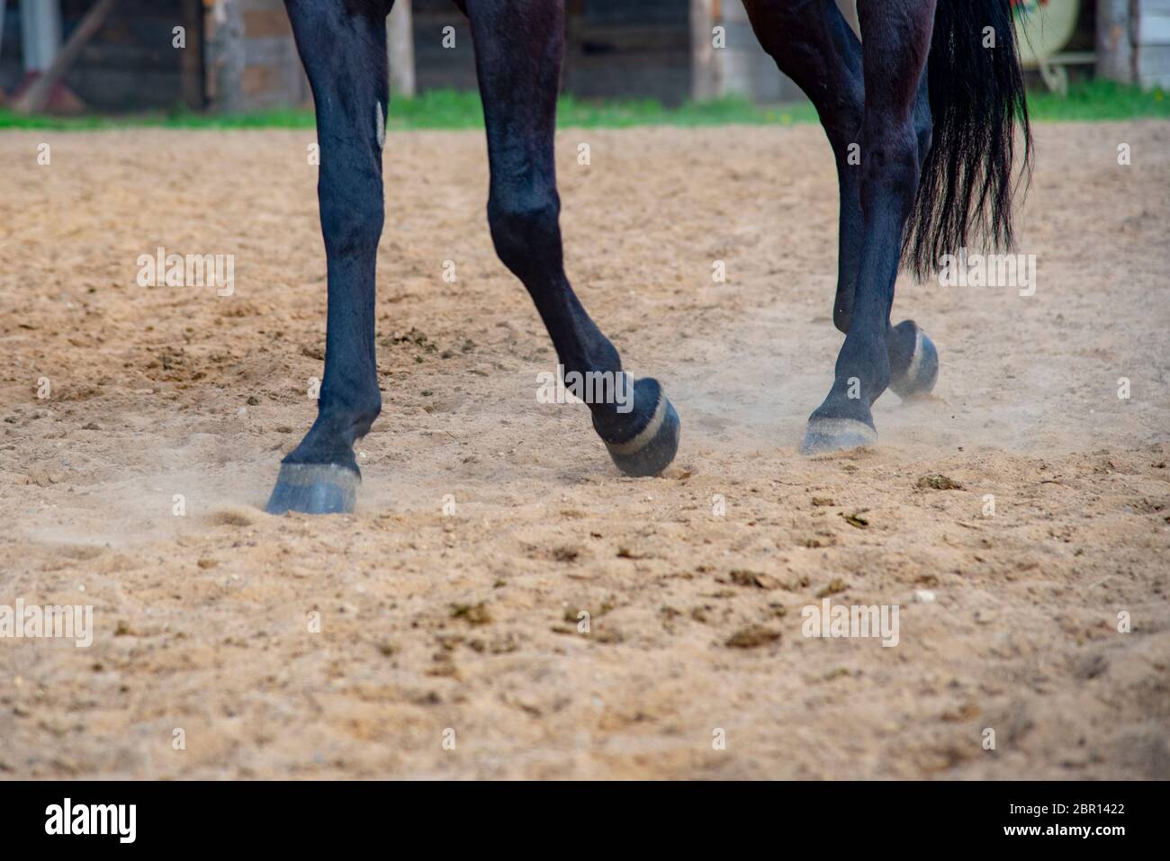 Horse's legs galloping close up hi-res stock photography and images - Alamy