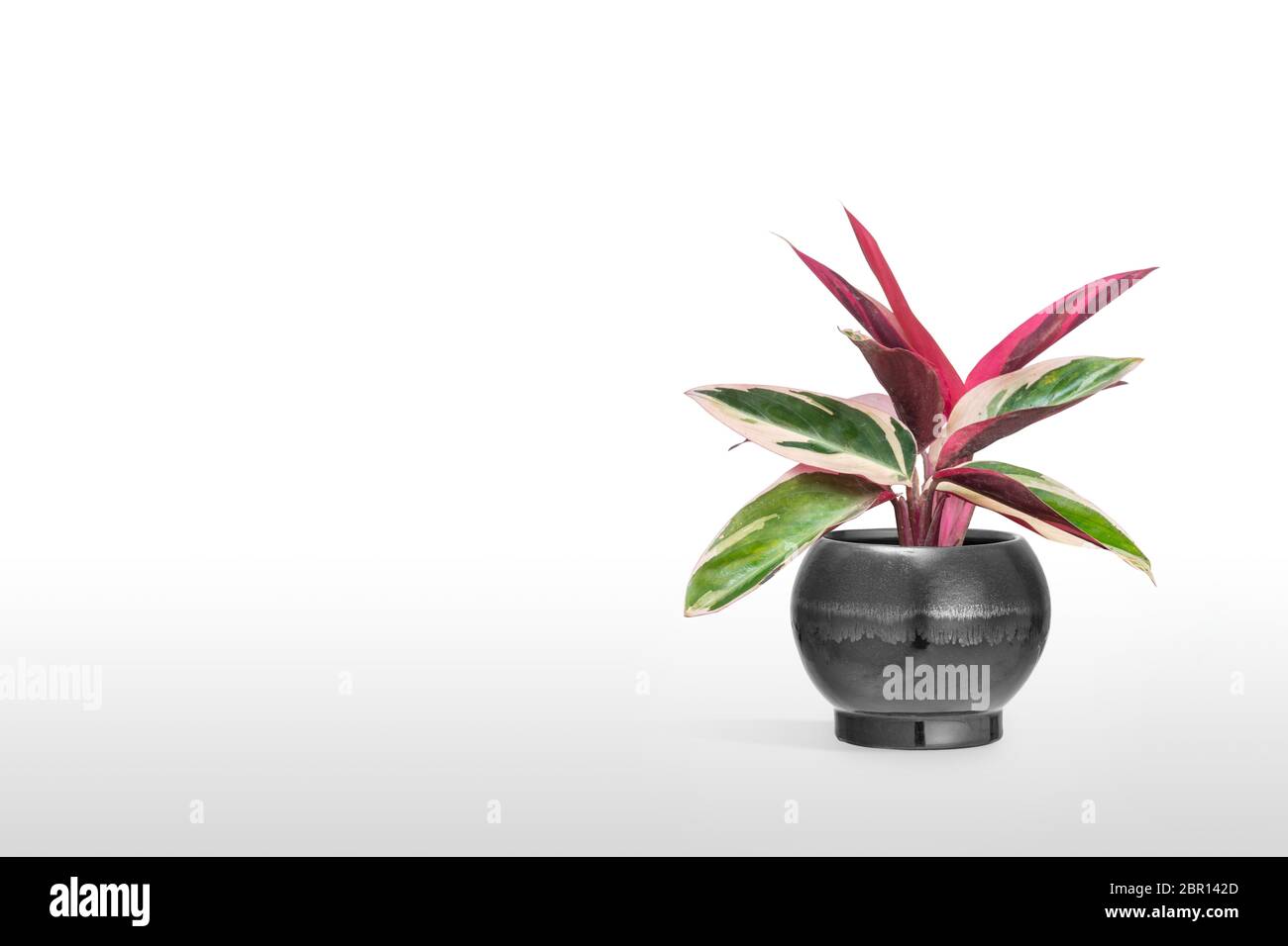 Gorgeous houseplant Maranta in a colorful pot isolated on white ...