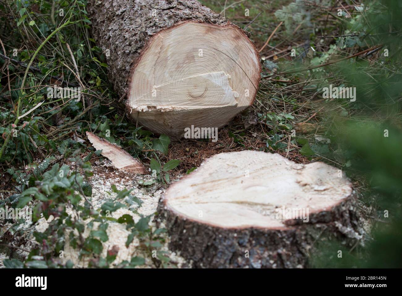 Manual felling hi-res stock photography and images - Alamy