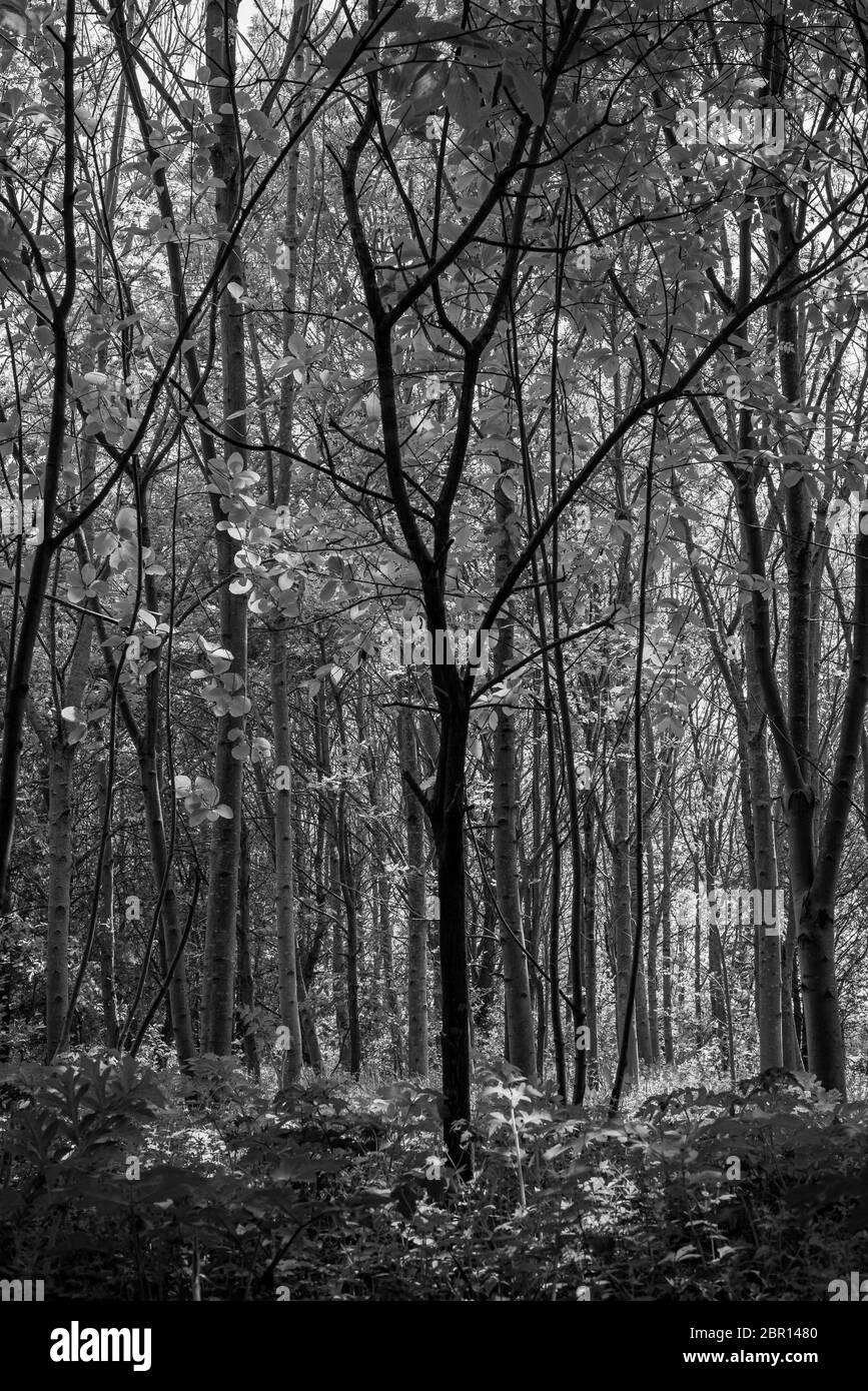 The trunks of slender trees in a woodland. The backlit sunshine throws ...
