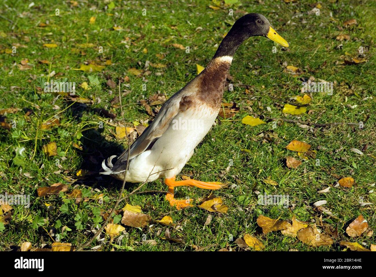 Indian runner duck hi-res stock photography and images - Alamy
