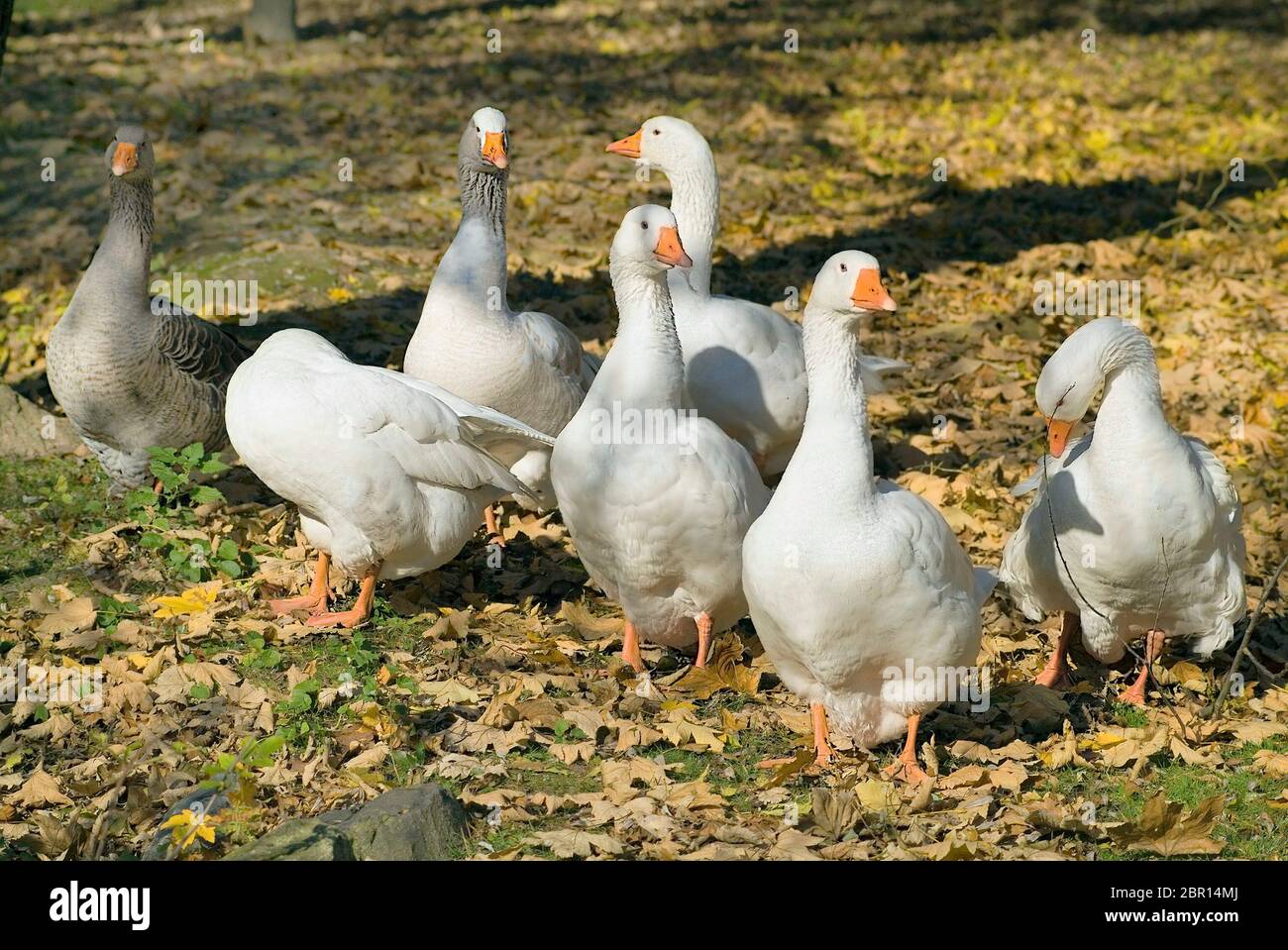 Austria, group of goose in park Stock Photo - Alamy