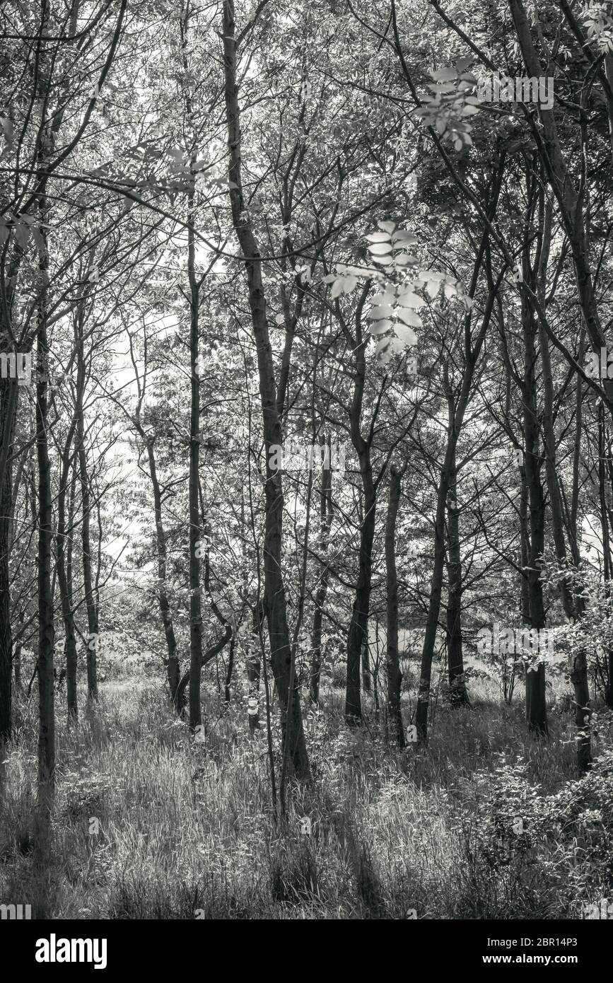 The trunks of slender trees in a woodland. The backlit sunshine throws ...