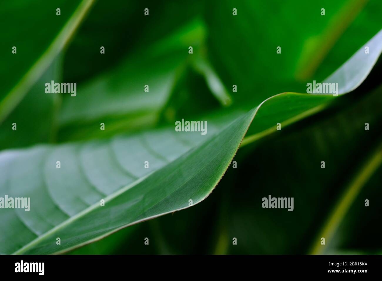 Close up. Leaf vein of tropical leaf, Bird of paradise leaf and natural ...