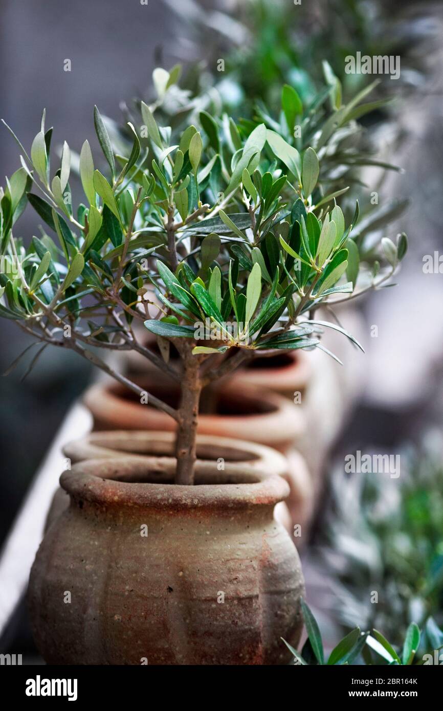 Close up of olive trees on a terrace Stock Photo - Alamy