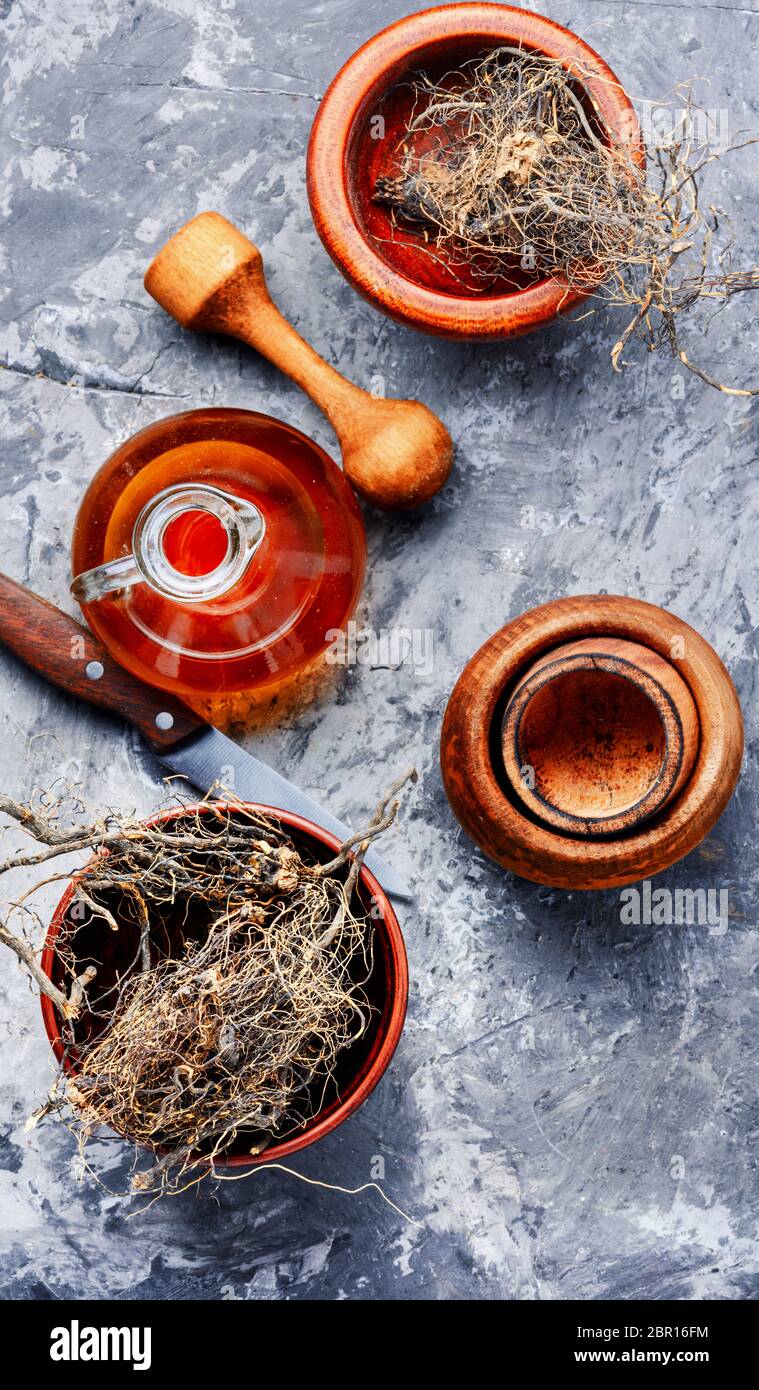 Maral root, medicinal plant of Siberian medicine.Medicinal herb.Natural ...