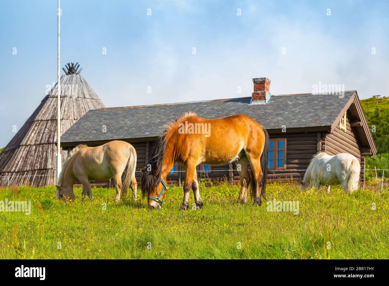 Wildlife in Norway. Scandinavian fjord beautiful horses on pasture eat ...