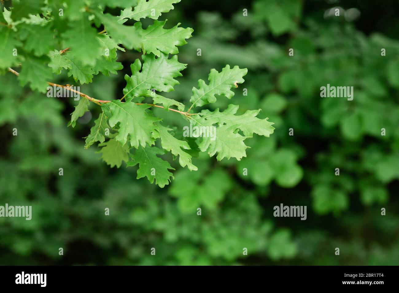 Deep lush green leaves hi-res stock photography and images - Alamy