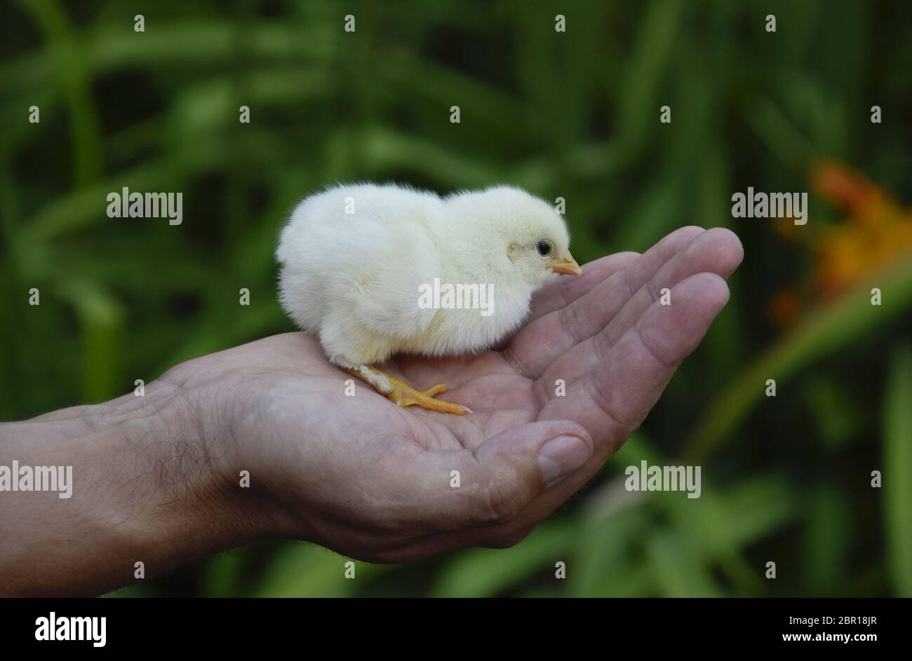 Chicken in hand. The small newborn chicks in the hands of man Stock ...