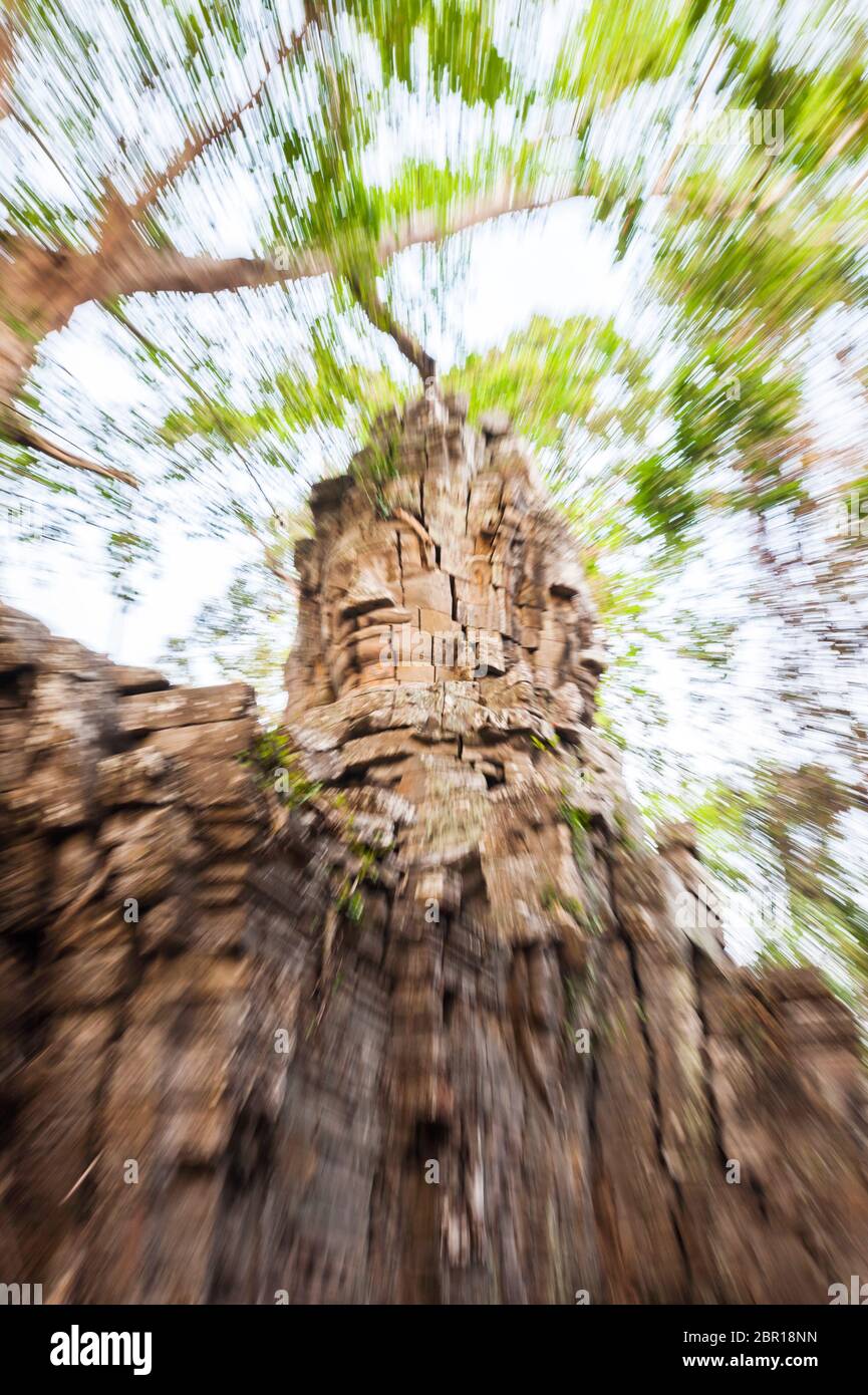 Buddha faces on the Gate to Ta Prohm Temple, Angkor, UNESCO World ...